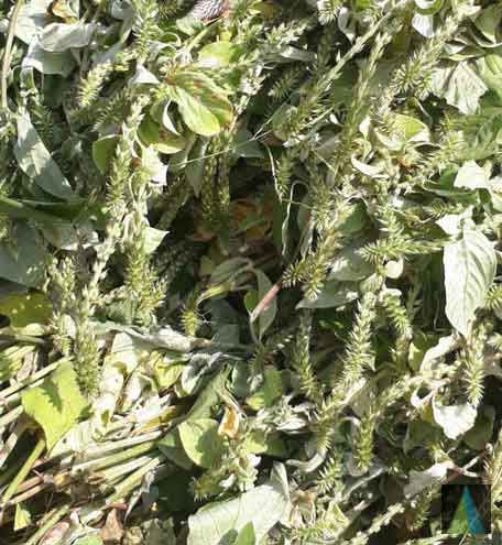 Buy Achyranthes Aspera Whole Plant Powder | Apamarg Whole Plant Powder ...