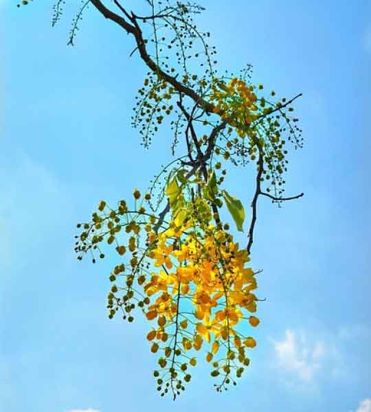 Purchase Cassia Fistula Leaves Powder | Shop Amaltas Leaves Powder Buy ...
