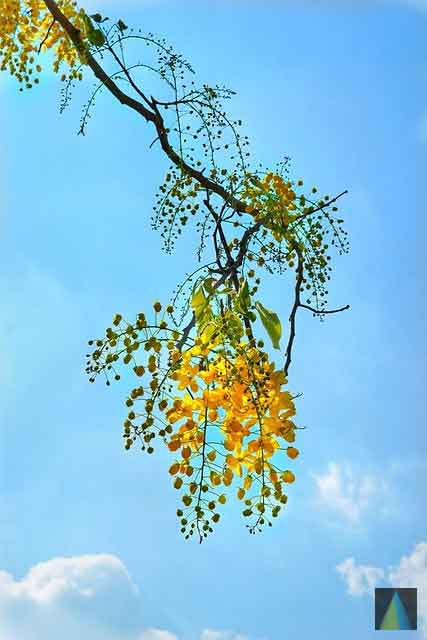 Purchase Cassia Fistula Leaves Powder | Shop Amaltas Leaves Powder Buy ...
