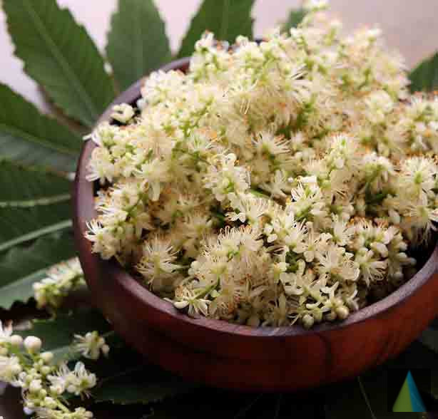 Buy Neem Flower Online India | Azadirachta Indica Flower 15 grams ...