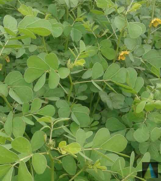 Purchase Cassia Tora Leaves Powder | Tagache Leaves Powder - Sidhara ...