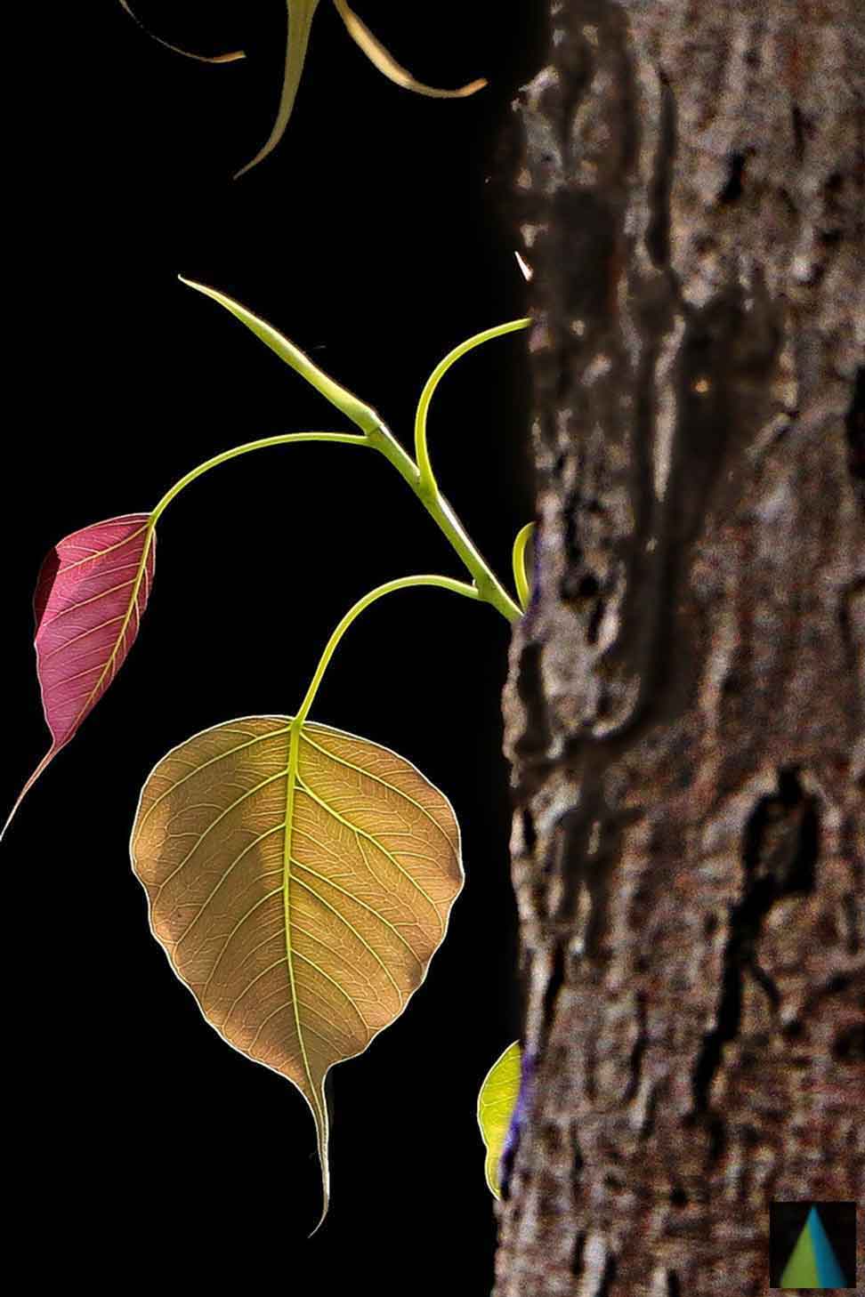 Ficus Religiosa Bark Powder | Peepal Tree | Bodhi Tree | Aswatha ...