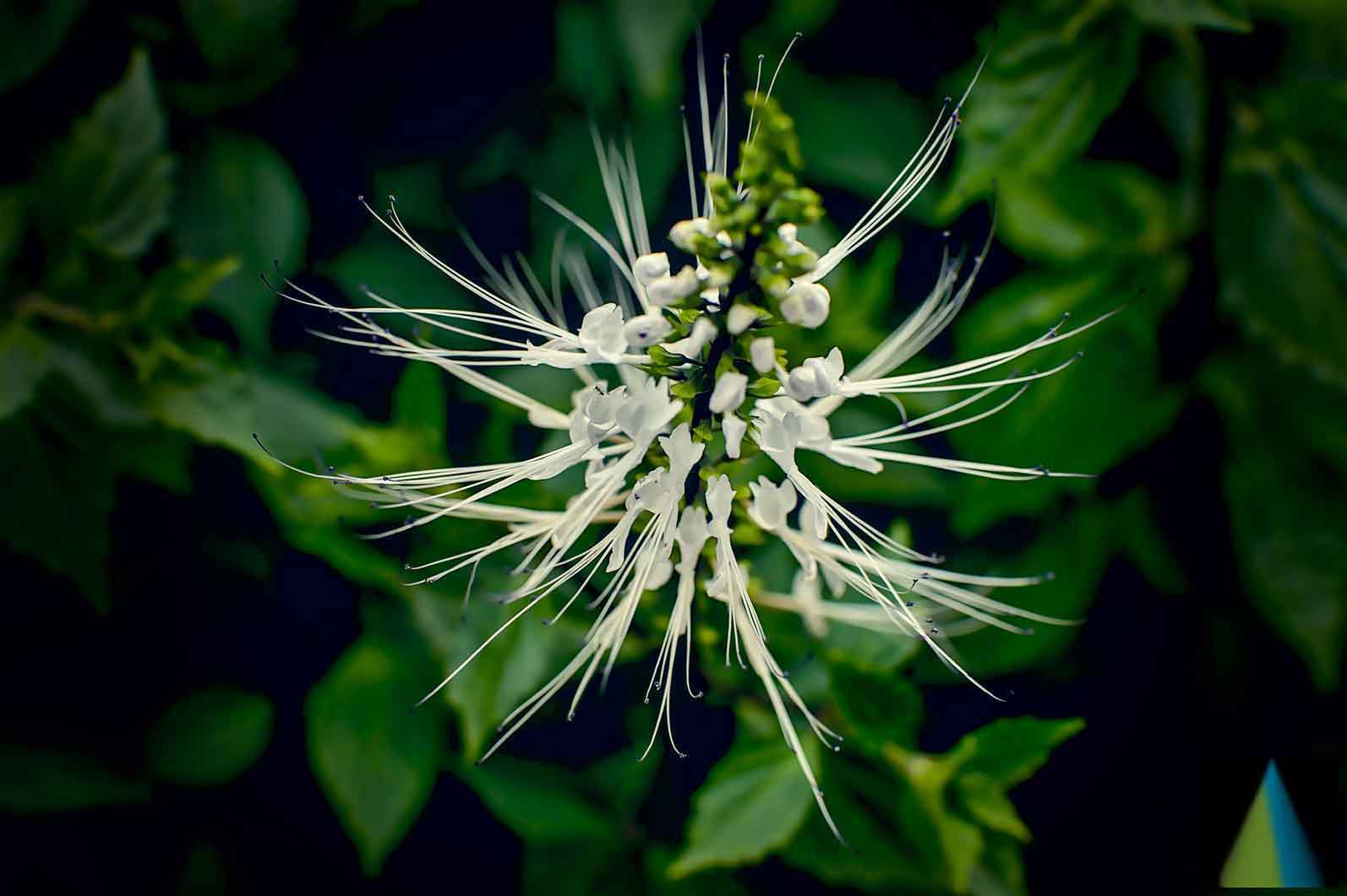 Orthosiphon Aristatus Leaves Powder | Java Tea - Sidhara Betta Herbals