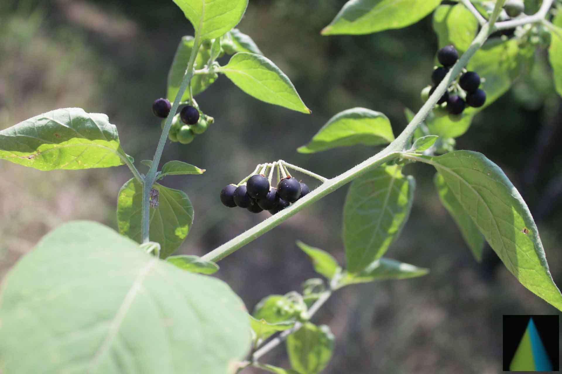 Solanum Nigrum (Kakamachi) Whole Plant Powder (15g) - Sidhara Betta Herbals