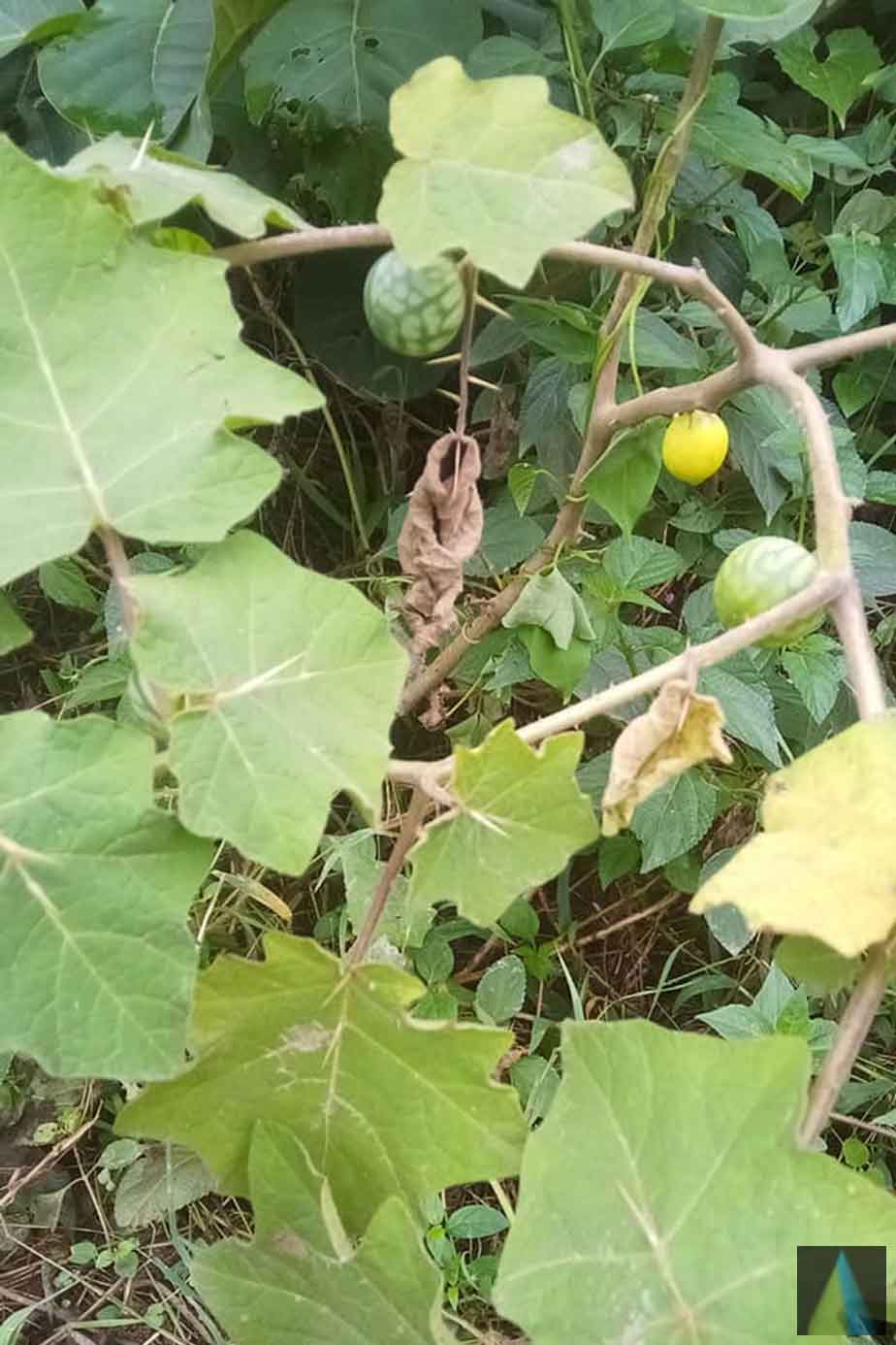 Solanum Surattence Root Powder | kantakari | Katai khurd | Choti Kateri ...