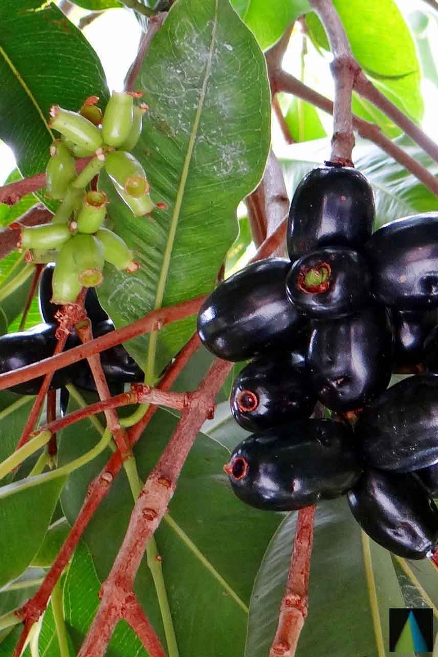 Syzygium Cumini Leaves Powder | Jamun | Jambulah - Sidhara Betta Herbals