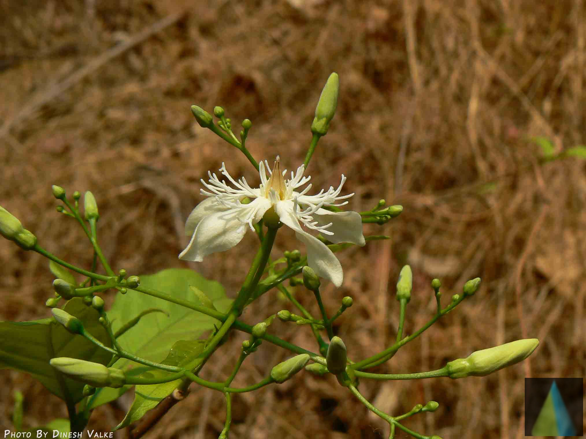 Wrightia Tinctoria Leaves Powder | Sweet Kutaja Leaves Powder | Shwetha ...